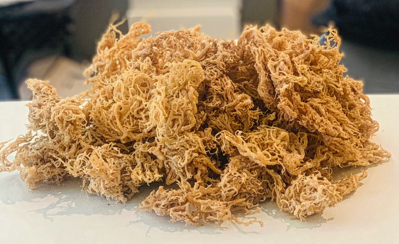 Sea Moss 101 - My Grind Is Organic